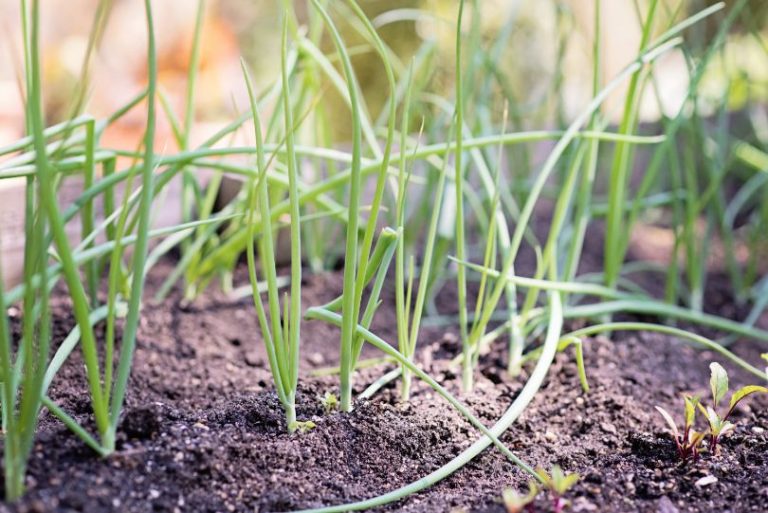 Gallery - Seed Developments