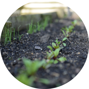 Why They Work - Seed Developments