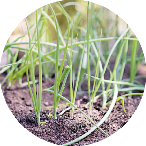 Why They Work - Seed Developments