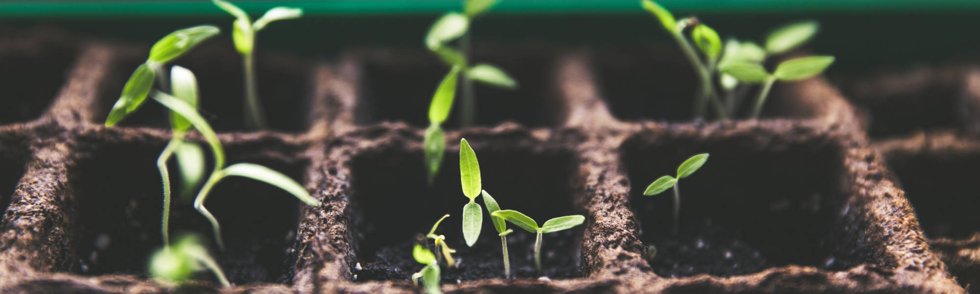 Products - Seed Developments