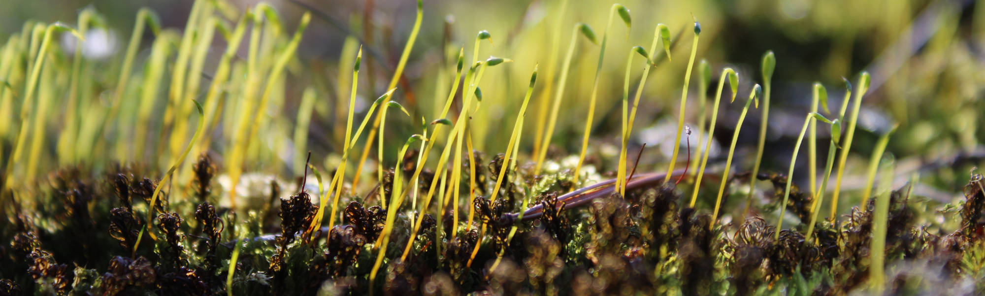 Pre-Sown Products - Seed Developments