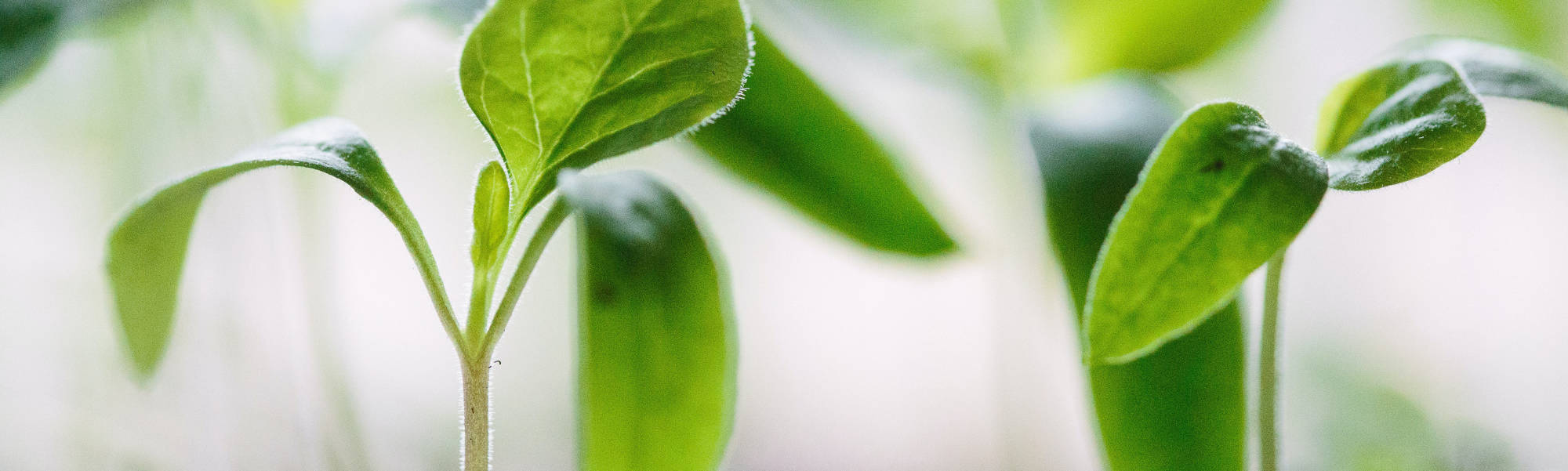 About Us - Seed Developments