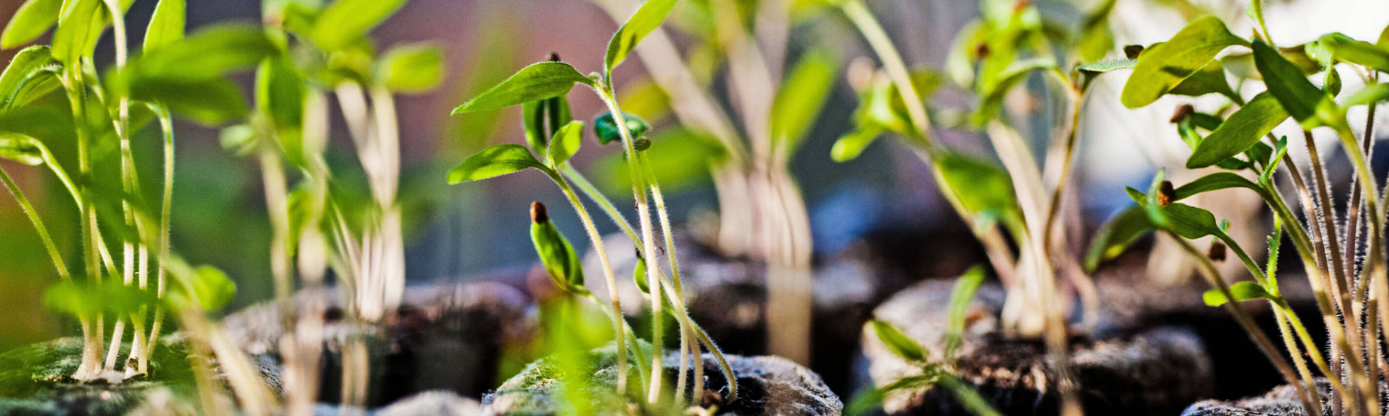 Our Mission - Seed Developments