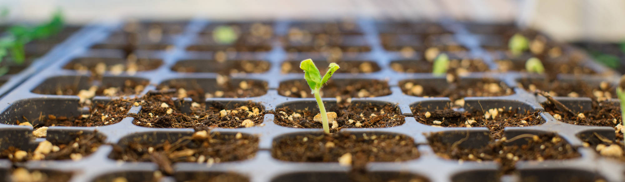 Why They Work - Seed Developments