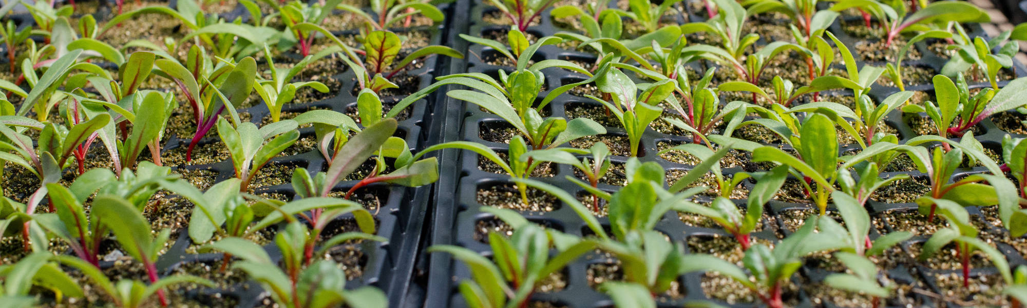 Seed Discs - Seed Developments