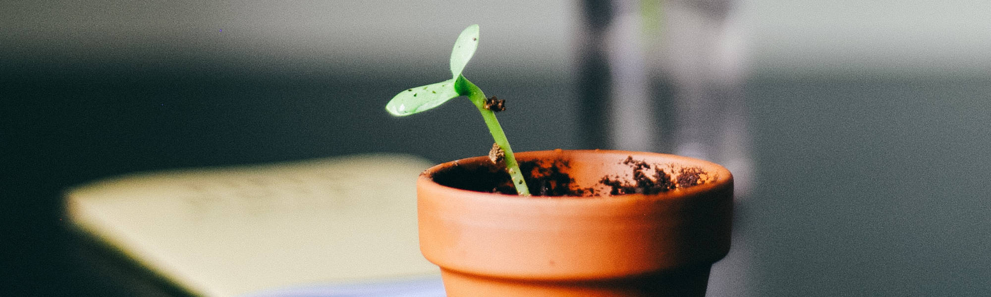 Seed Tape - Seed Developments