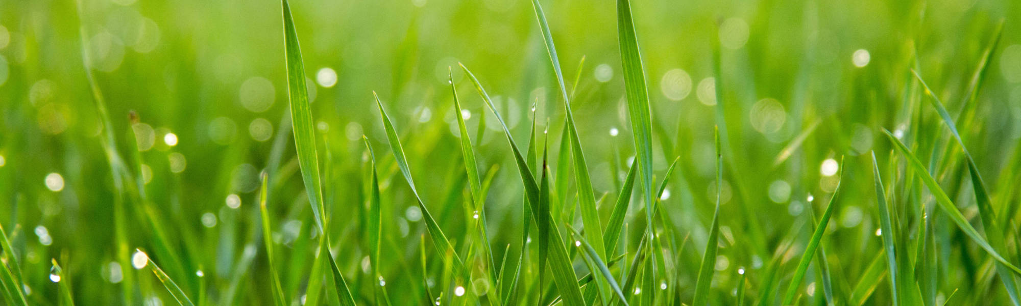 Seed Mats & Carpets - Seed Developments